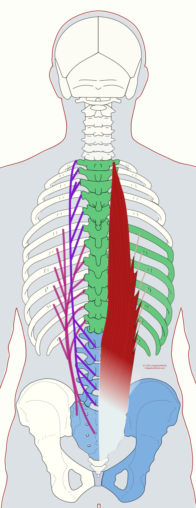 Erector Spinae - Longissumus - Functional Anatomy - Integrative Works