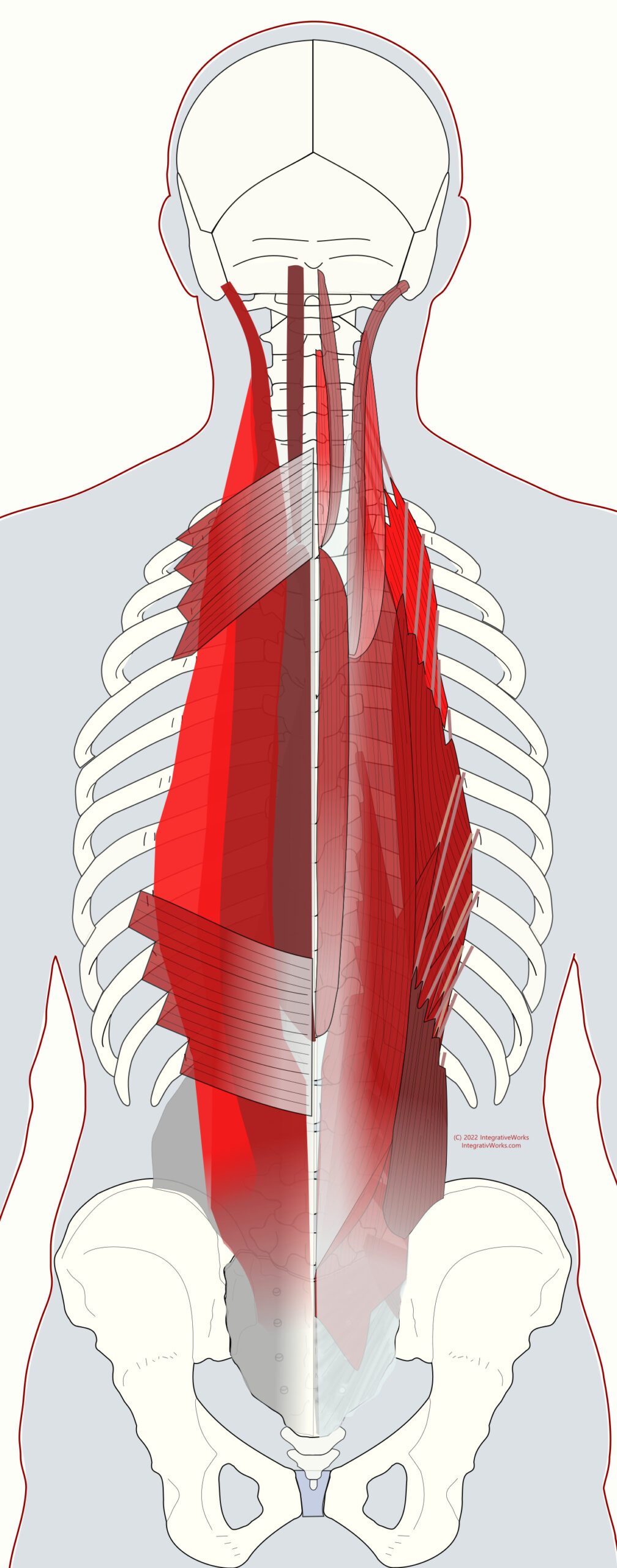 Erector Spinae - Longissumus - Functional Anatomy - Integrative Works