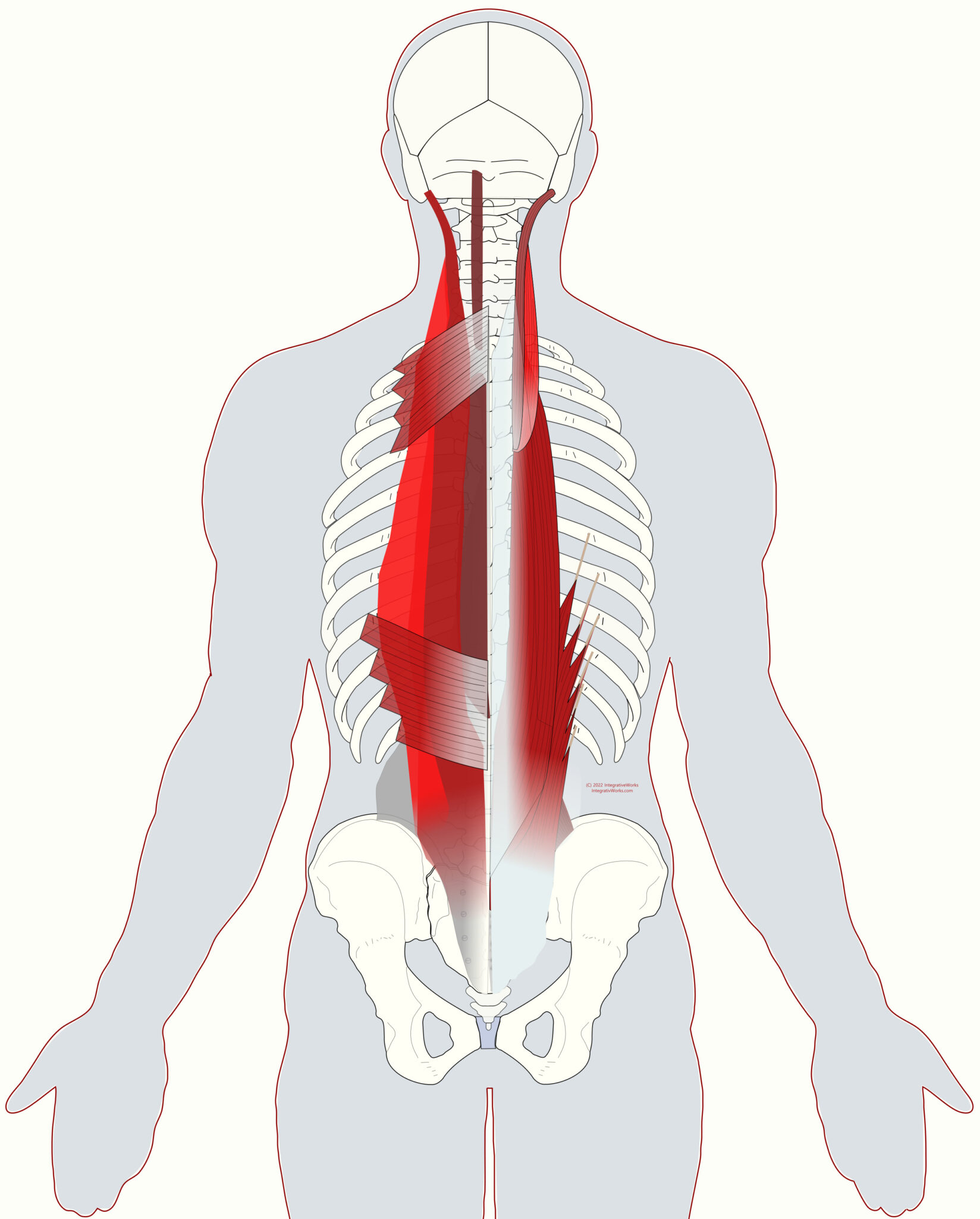 Erector Spinae - Longissumus - Functional Anatomy - Integrative Works
