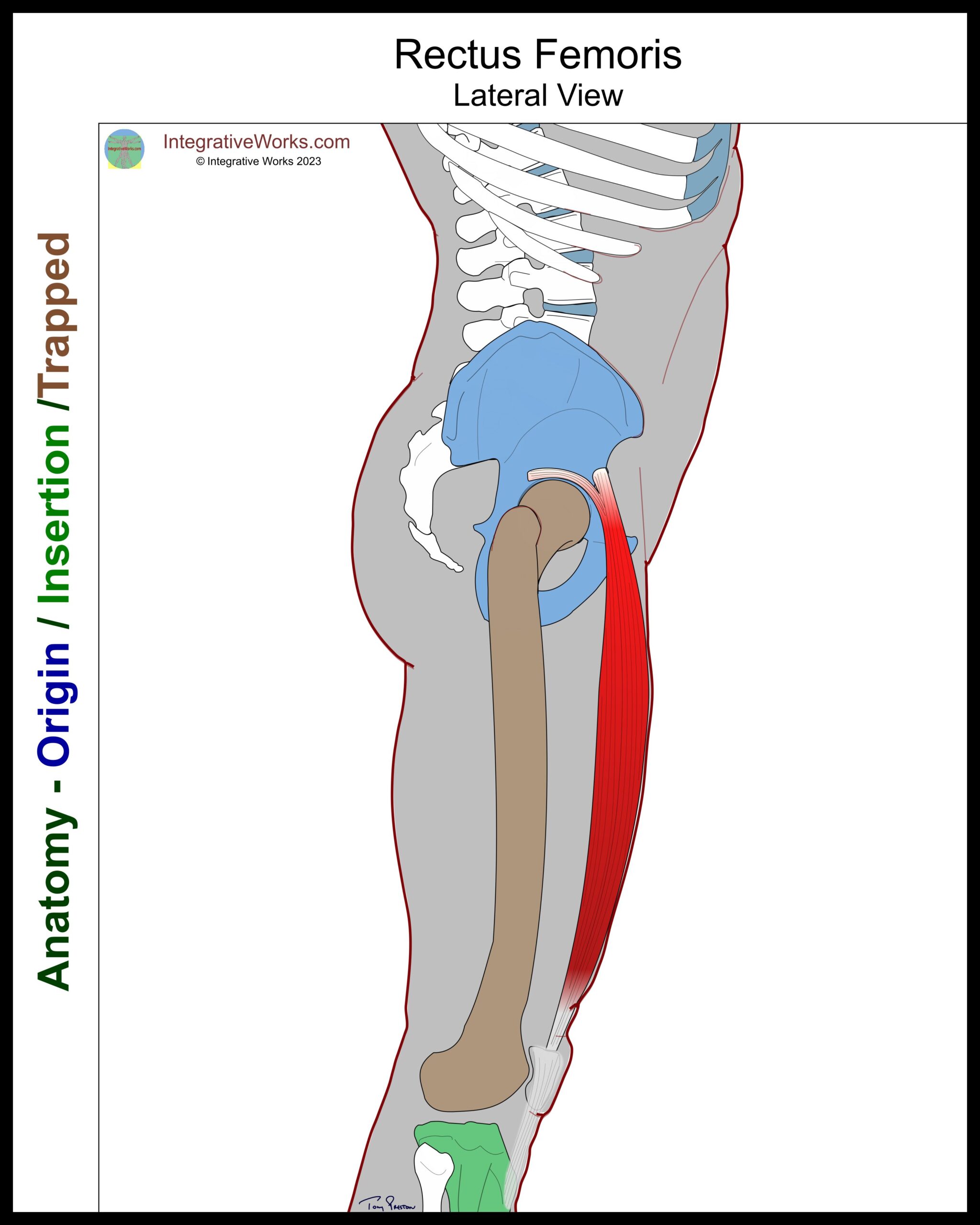 Rectus Femoris - Functional Anatomy - Integrative Works