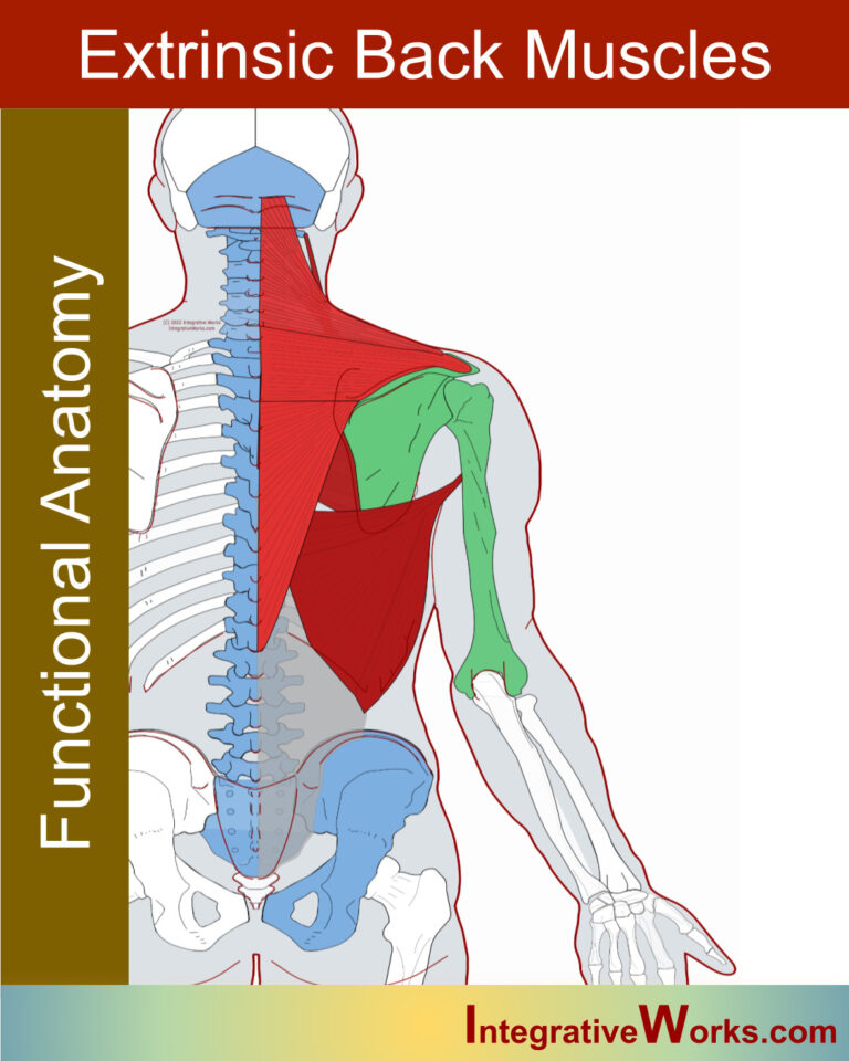 Extrinsic Back Muscles - Functional Anatomy - Integrative Works