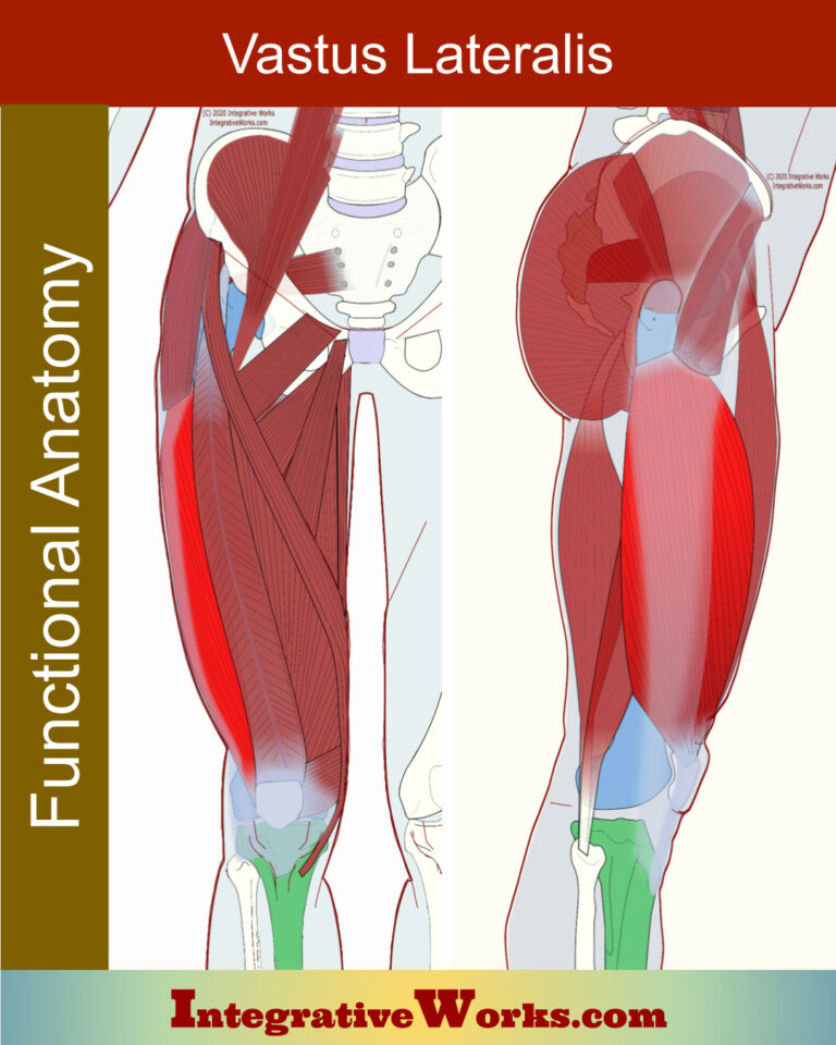 Vastus Lateralis - Functional Anatomy - Integrative Works