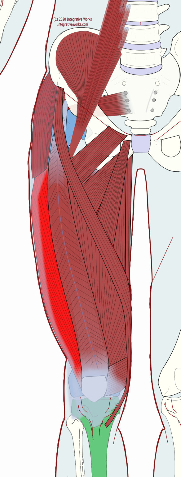 Vastus Lateralis - Functional Anatomy - Integrative Works