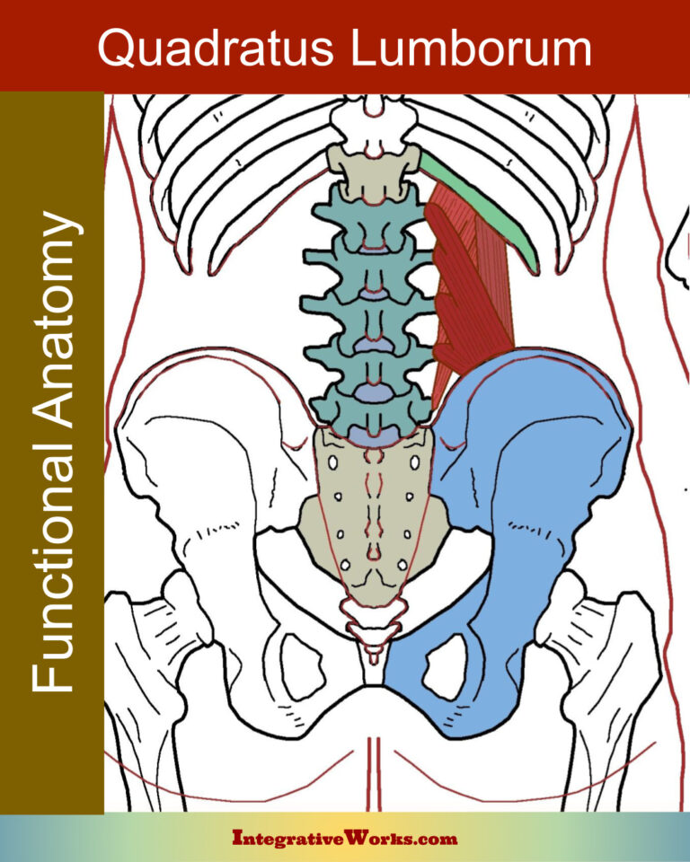Quadratus Lumborum - Functional Anatomy - Integrative Works