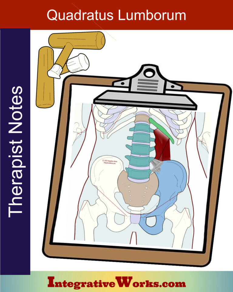 Quadratus Lumborum - Massage Therapy Notes - Integrative Works