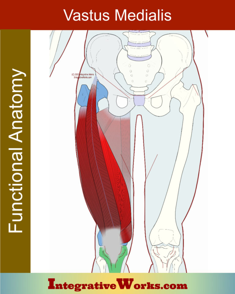 Vastus Medialis - Functional Anatomy - Integrative Works