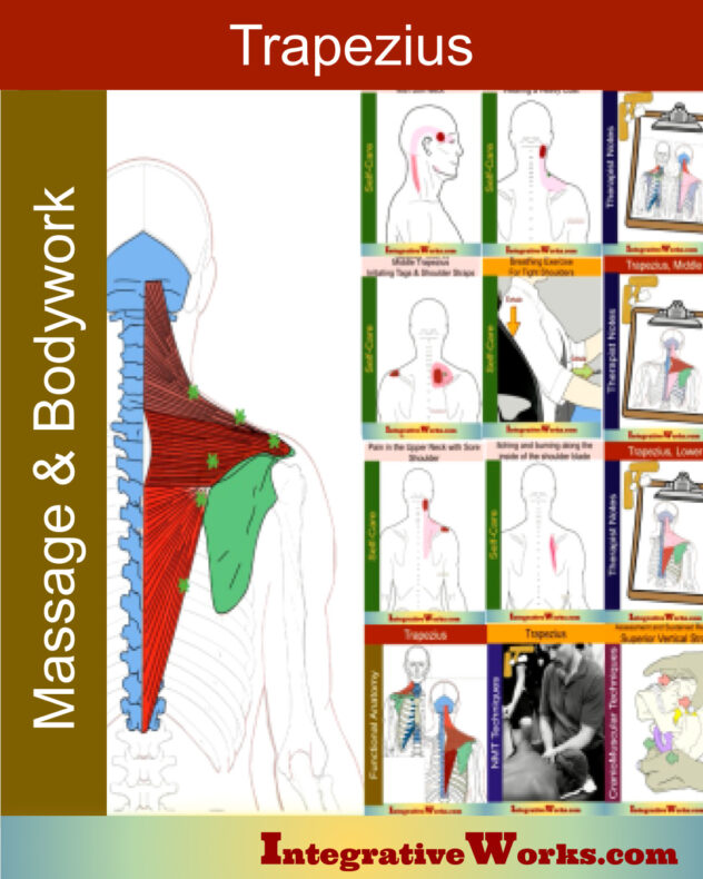 Trapezius - Functional Anatomy - Integrative Works