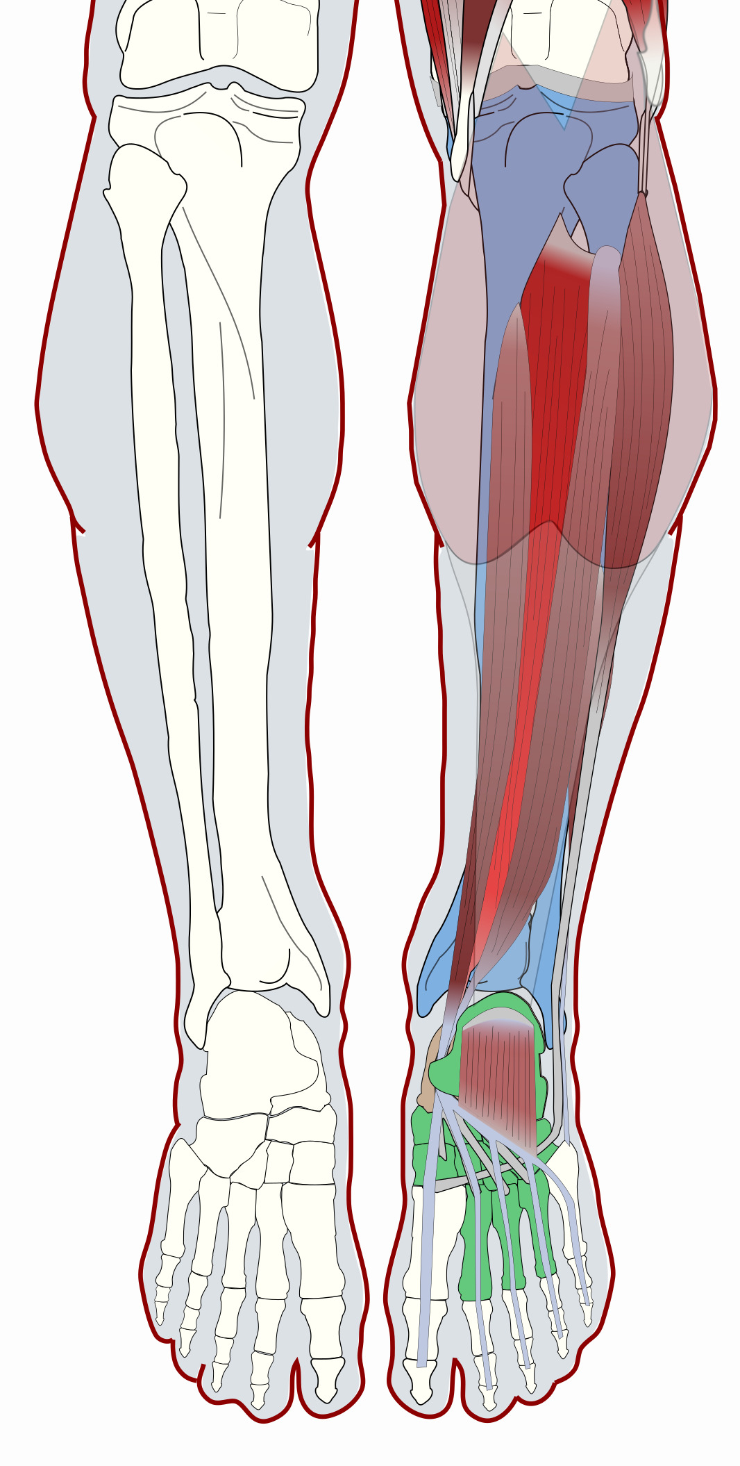 Tibialis Posterior - Functional Anatomy - Integrative Works