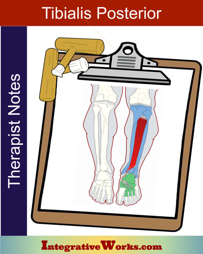 Tibialis Posterior Massage Therapy Notes Integrative Works