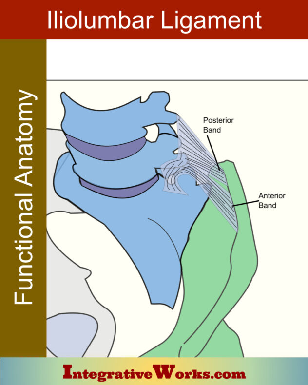 Iliolumbar Ligament - Integrative Works
