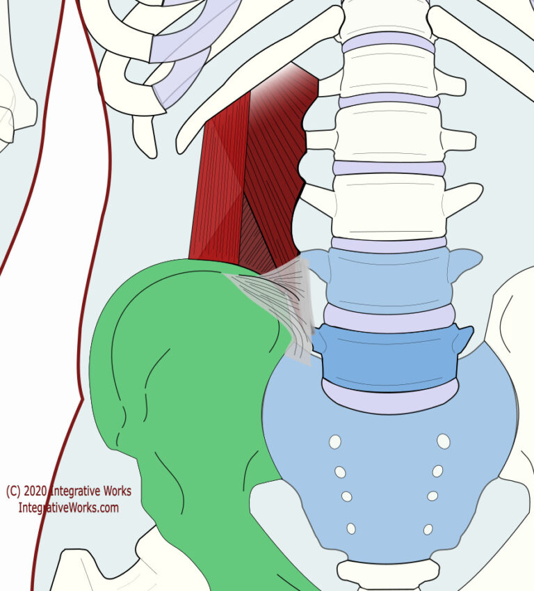 Iliolumbar Ligament - Integrative Works