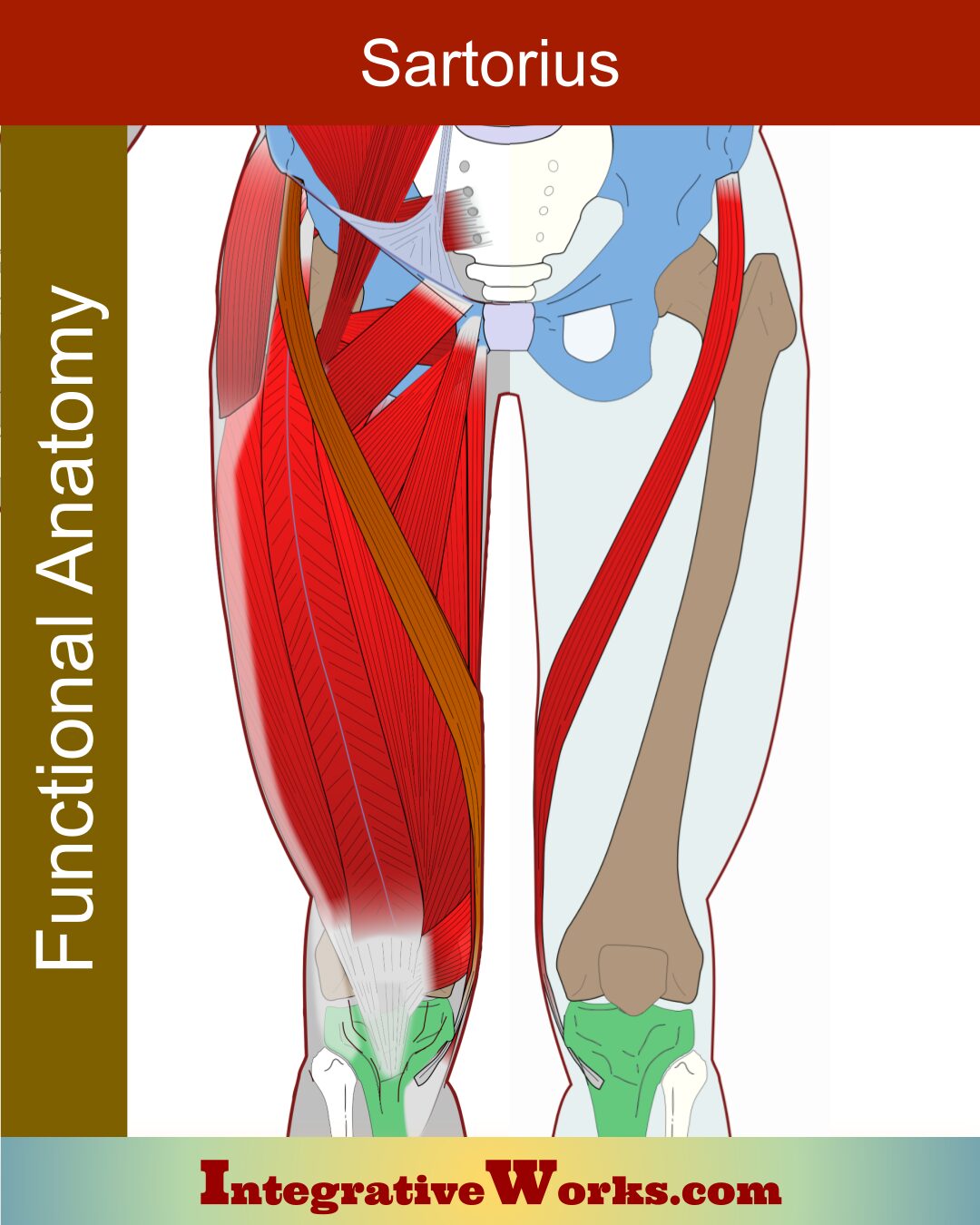 Sartorius- Functional Anatomy - Integrative Works