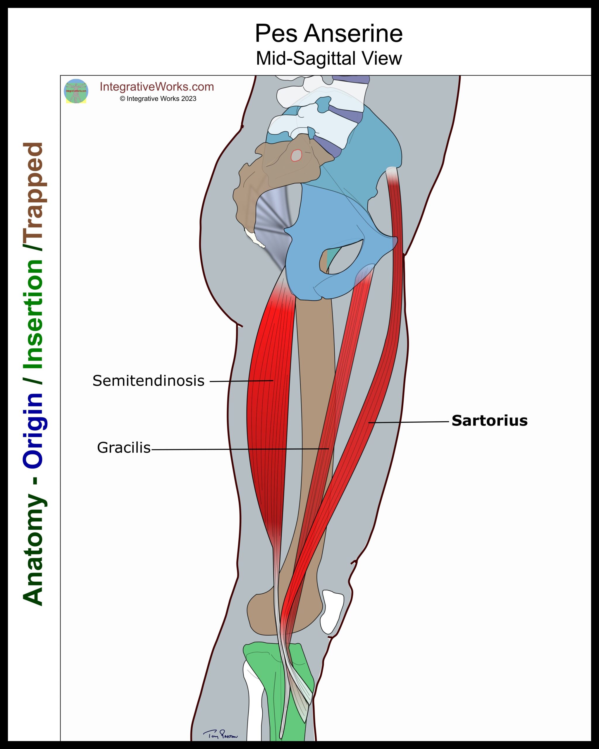 Sartorius- Functional Anatomy - Integrative Works