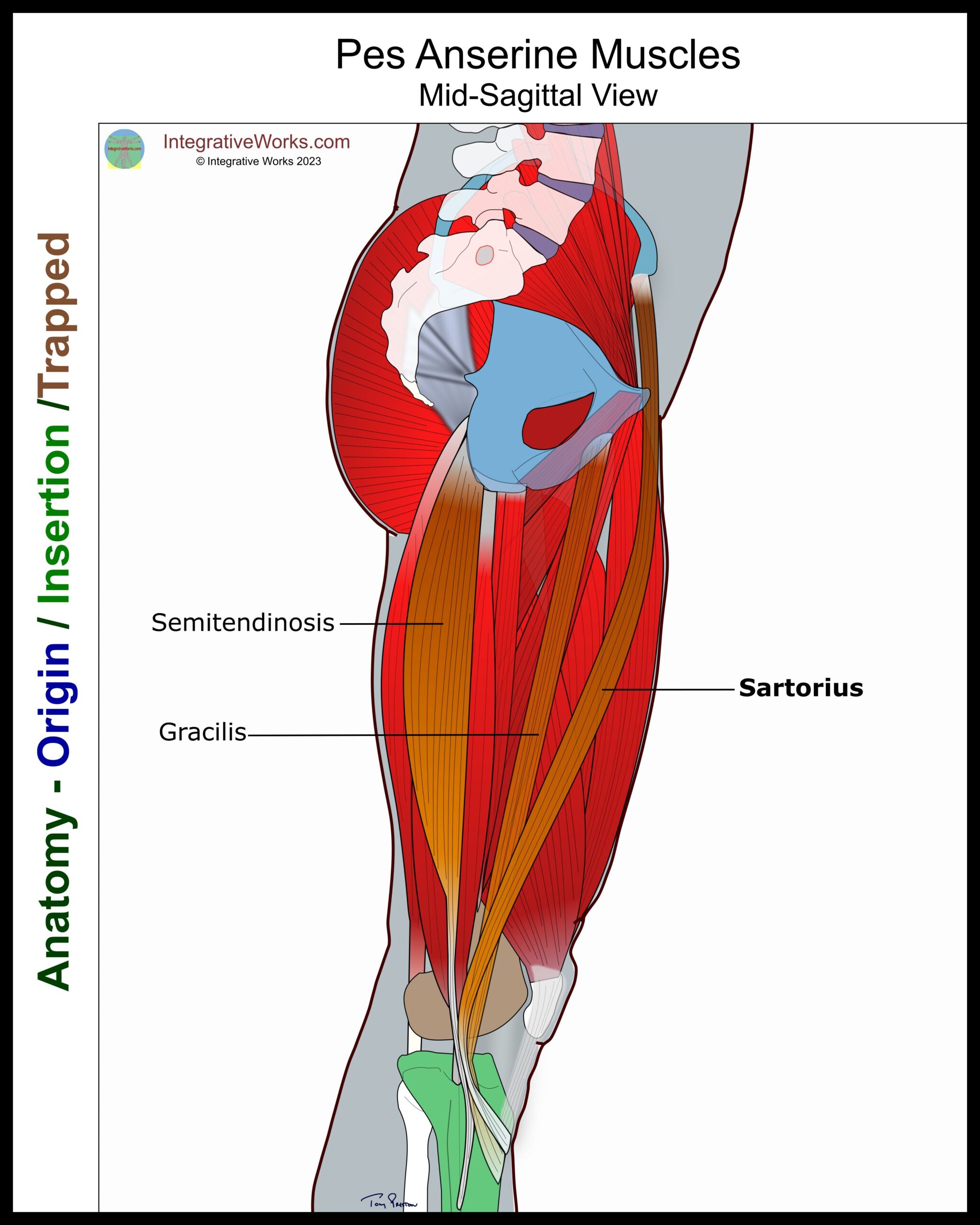Sartorius- Functional Anatomy - Integrative Works