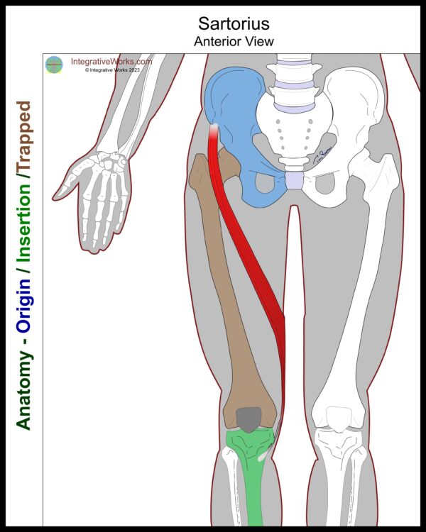 Sartorius- Functional Anatomy - Integrative Works