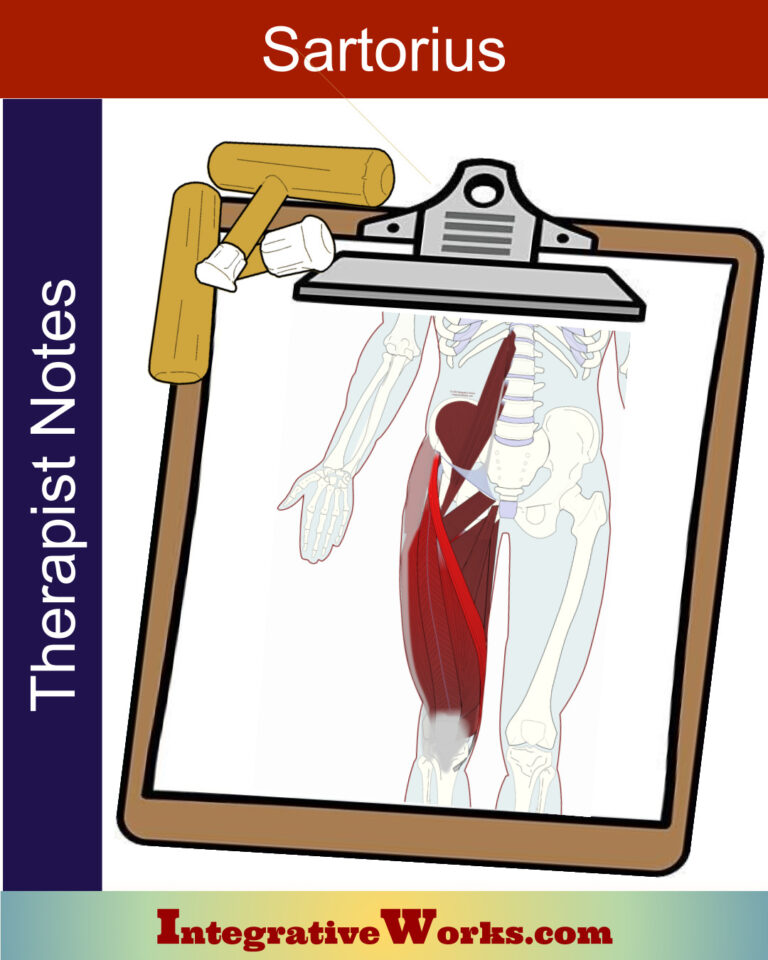 Sartorius- Functional Anatomy - Integrative Works
