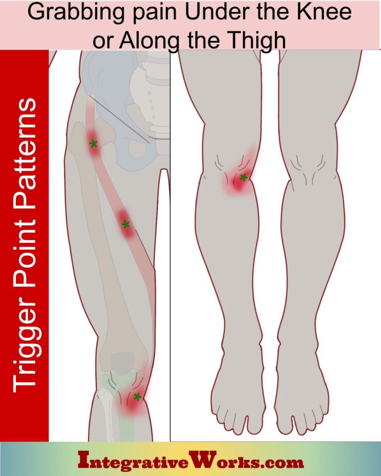 Sartorius- Functional Anatomy - Integrative Works