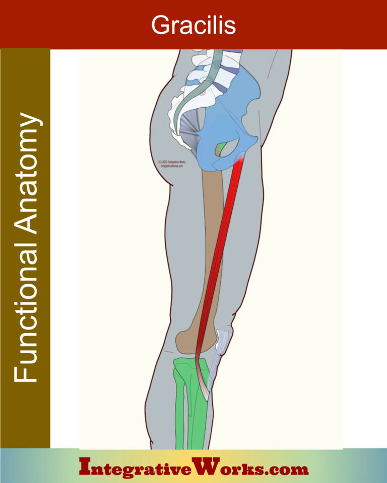 Gracilis - Functional Anatomy - Integrative Works