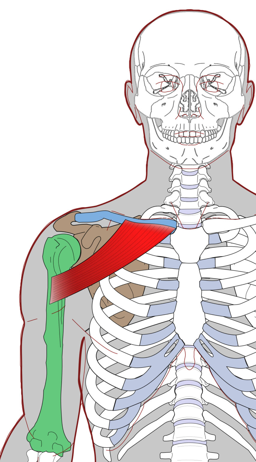 Pectoralis Major - Functional Anatomy - Integrative Works