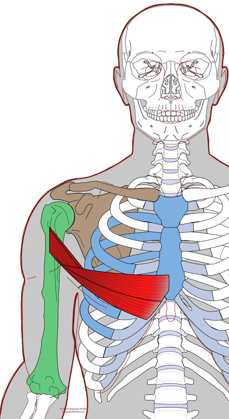 Pectoralis Major - Functional Anatomy - Integrative Works