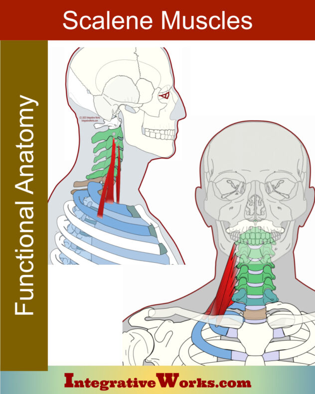 Neck Muscles Archives - Integrative Works