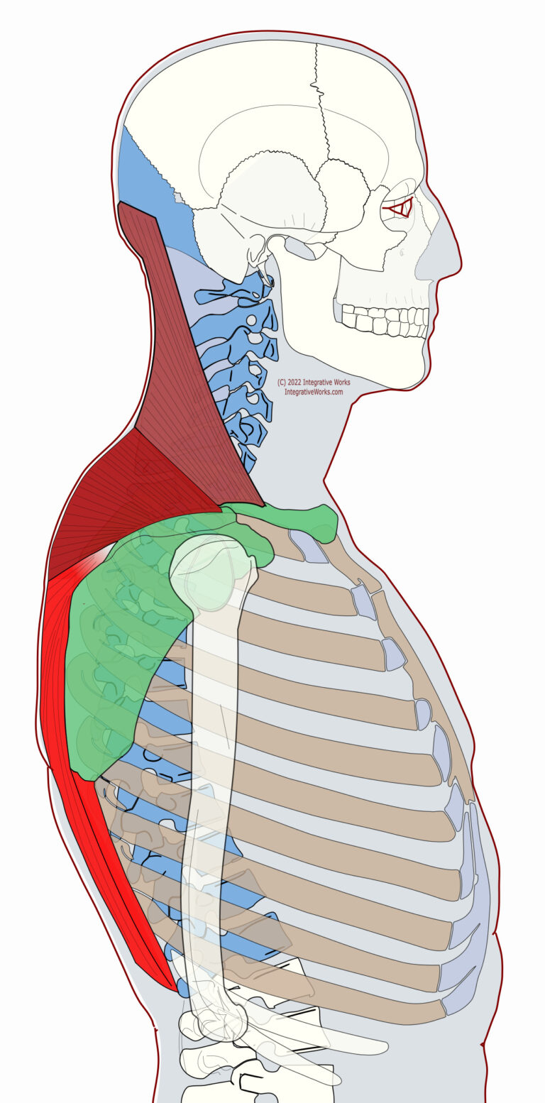 Trapezius - Functional Anatomy - Integrative Works