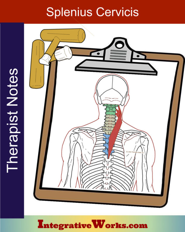 Splenius Cervicis - Functional Anatomy - Integrative Works