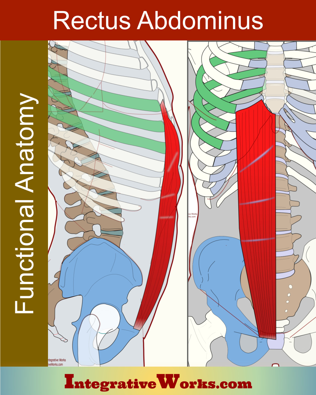 Rectus Abdominis- Functional Anatomy - Integrative Works
