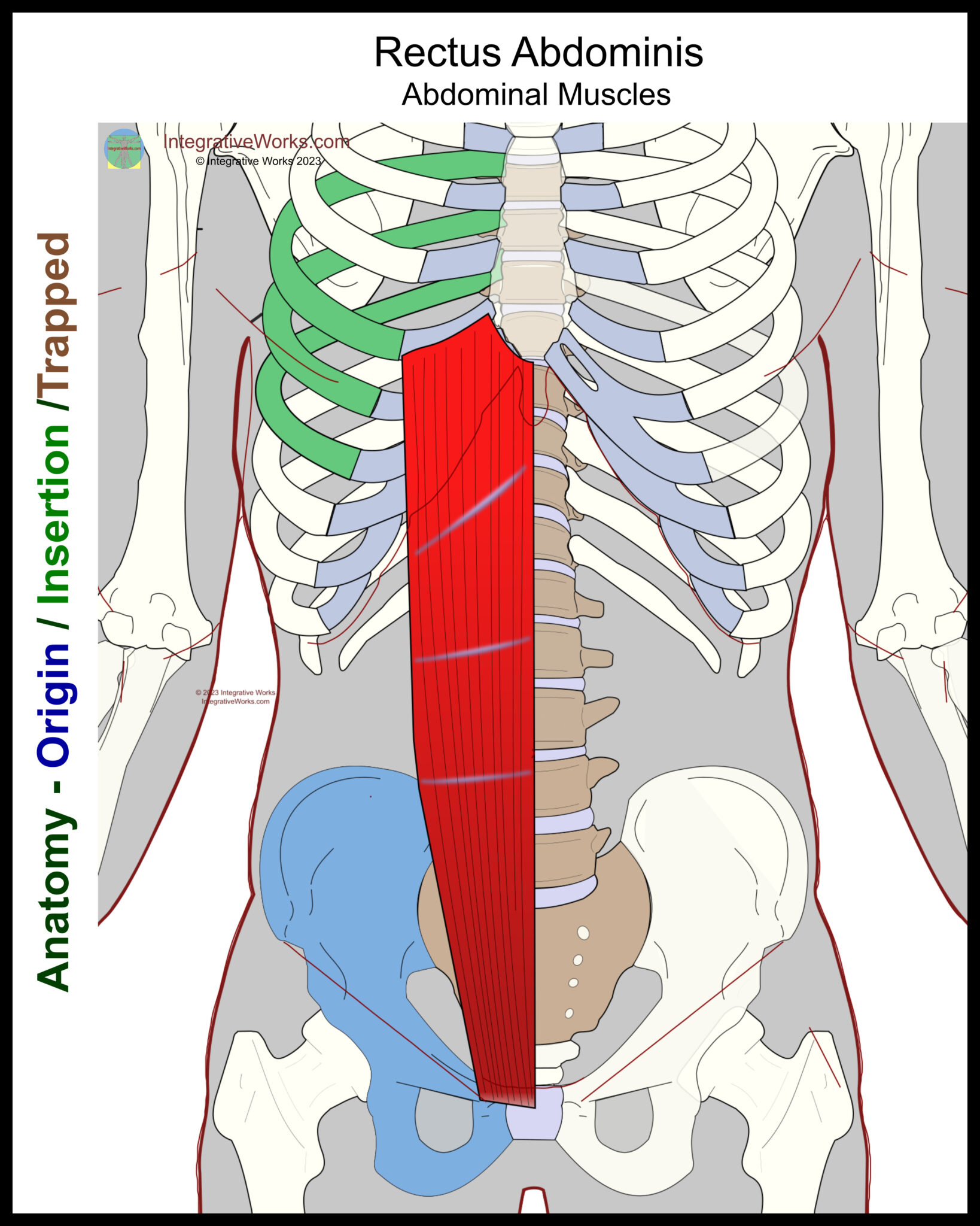 Rectus Abdominis- Functional Anatomy - Integrative Works