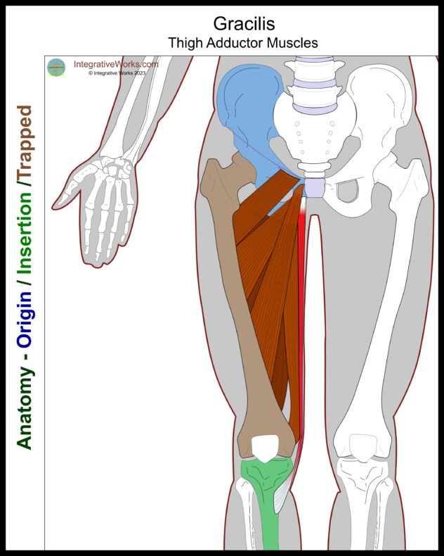Gracilis - Functional Anatomy - Integrative Works