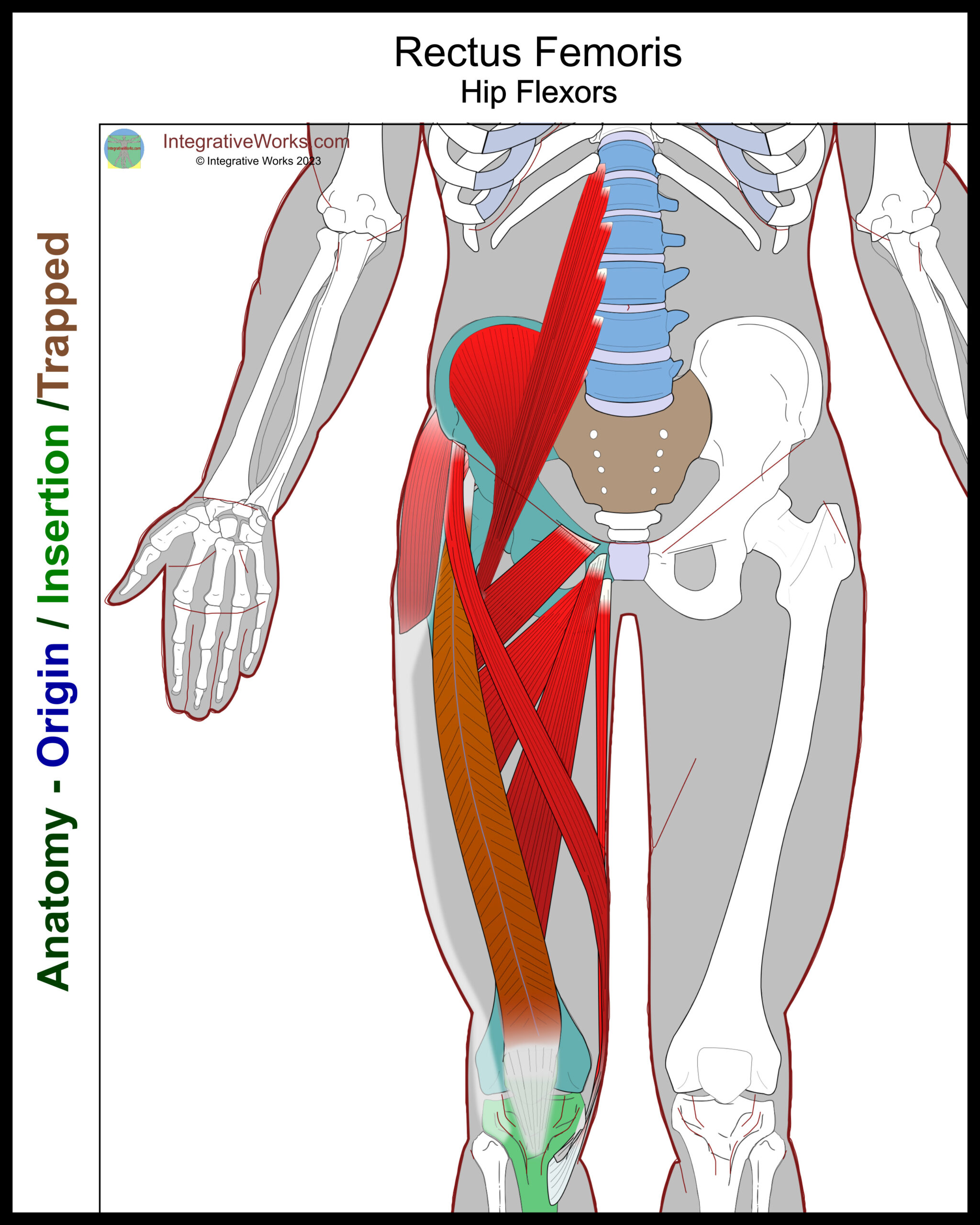 Rectus Femoris - Functional Anatomy - Integrative Works