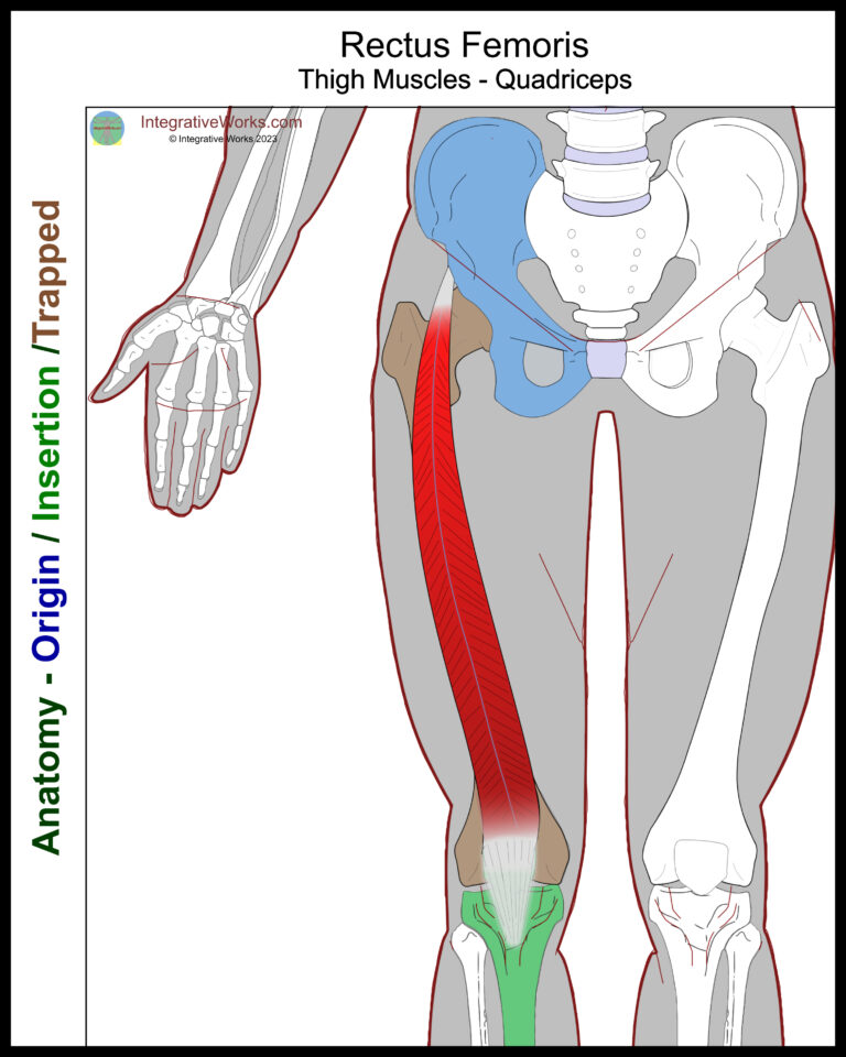Rectus Femoris - Functional Anatomy - Integrative Works