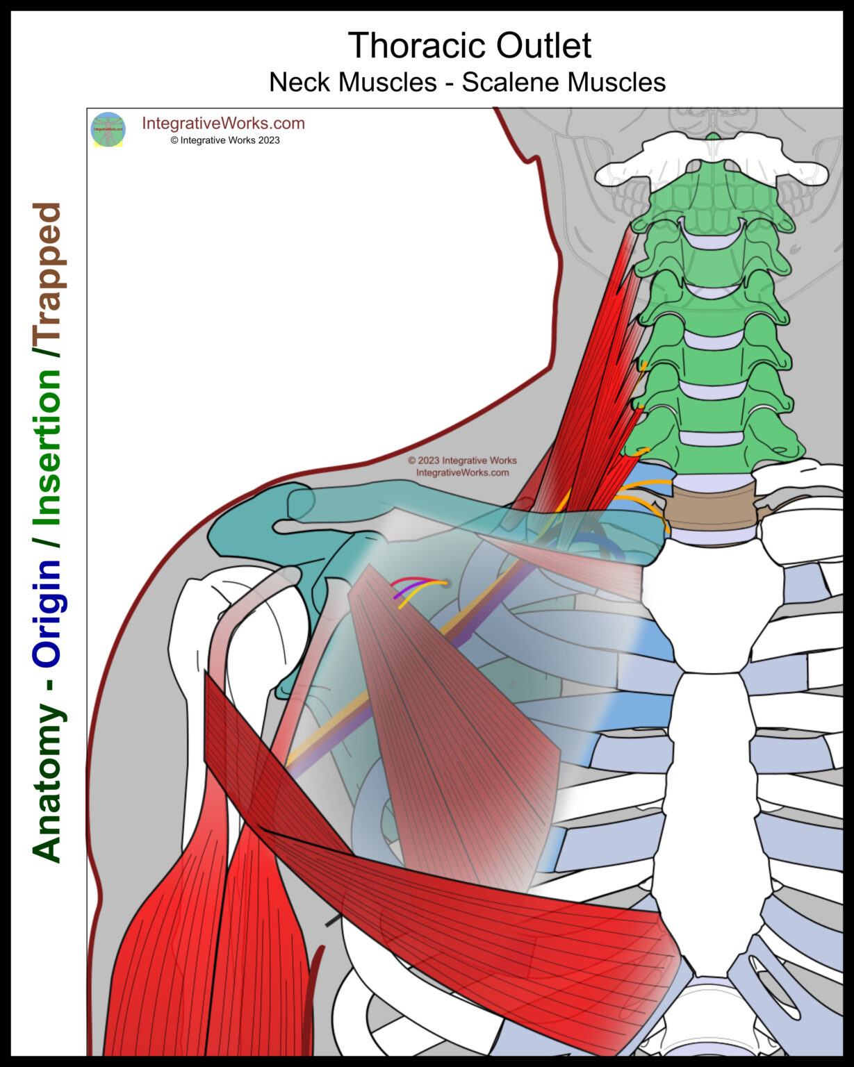 Thoracic Outlet Syndrome: Pain Patterns, Causes, Self-Care ...