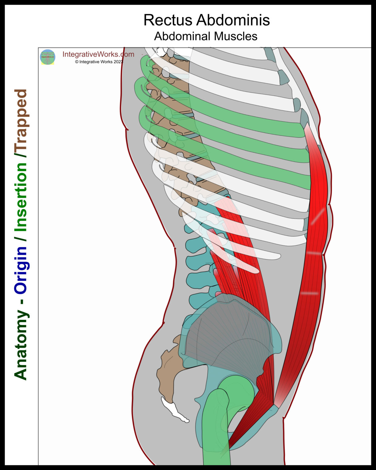 Rectus Abdominis- Functional Anatomy - Integrative Works