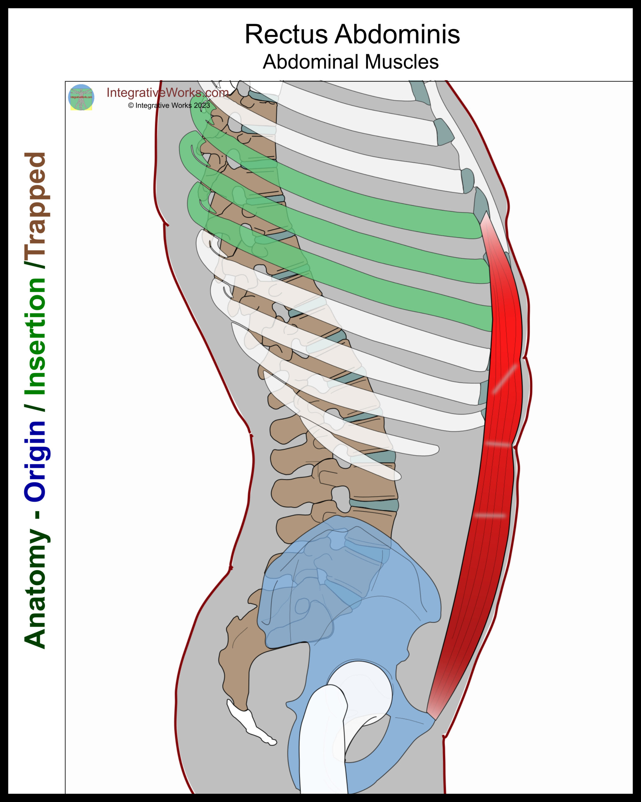 Rectus Abdominis- Functional Anatomy - Integrative Works
