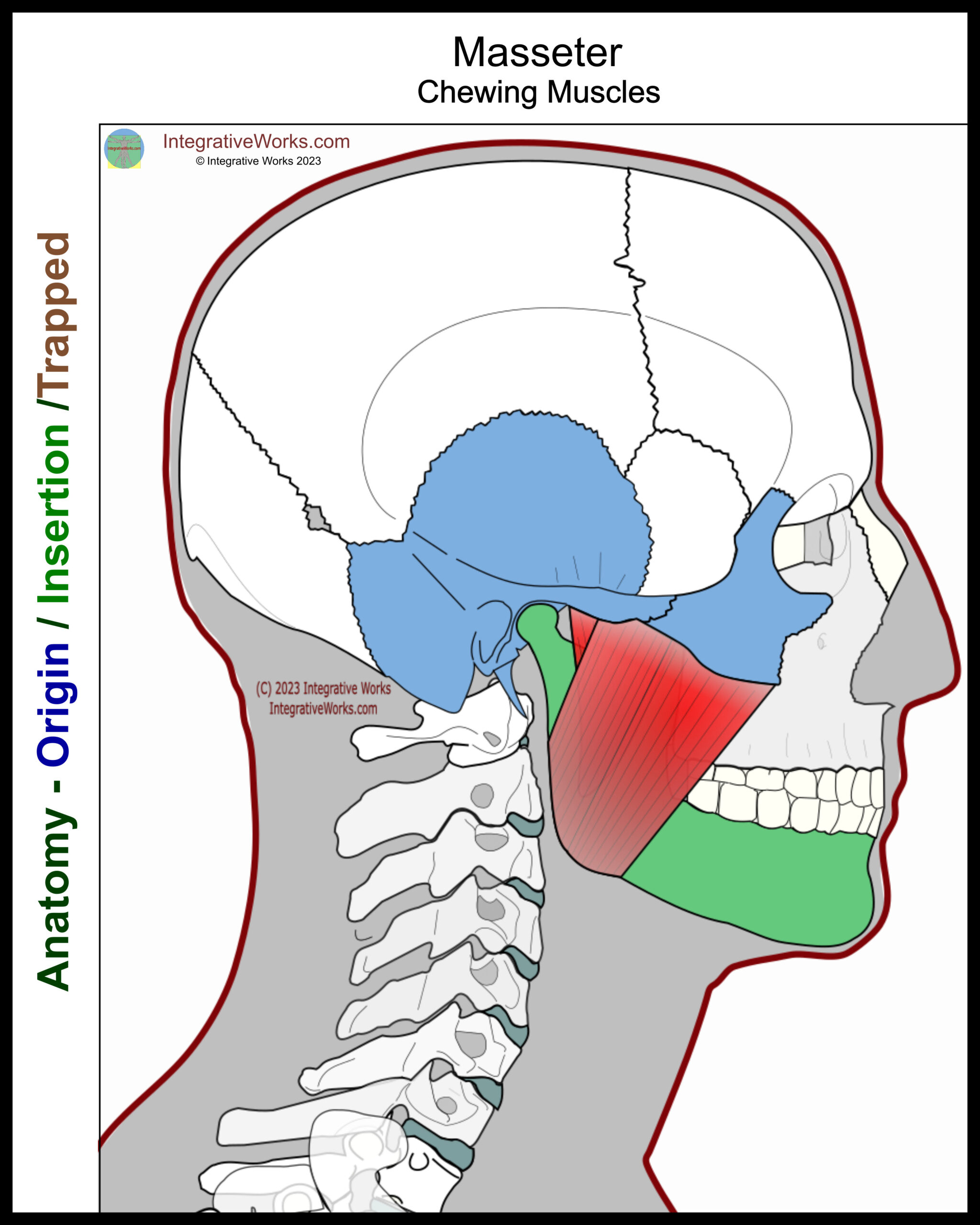 Masseter - Functional Anatomy - Integrative Works