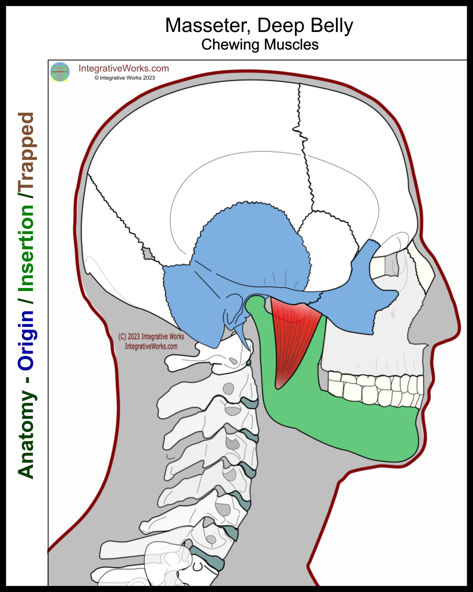 Masseter - Functional Anatomy - Integrative Works