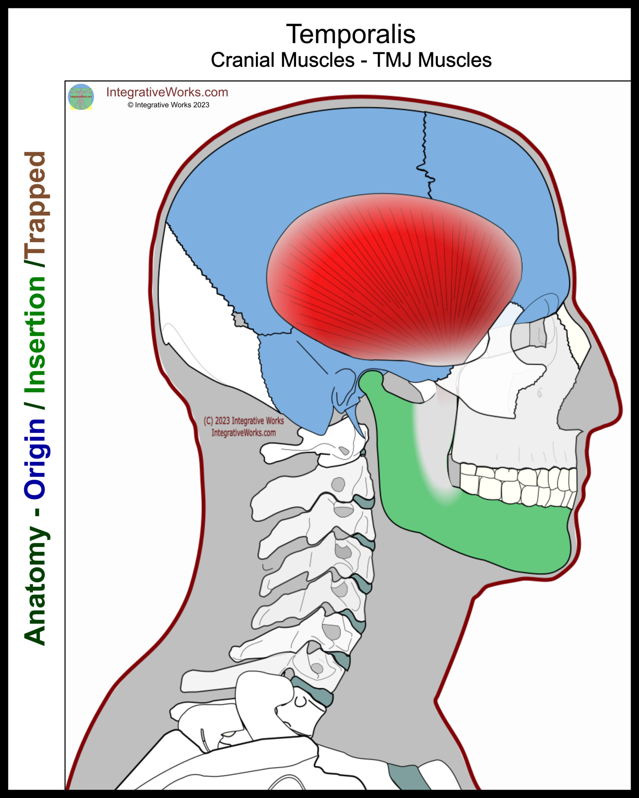 Temporalis - Functional Anatomy - Integrative Works