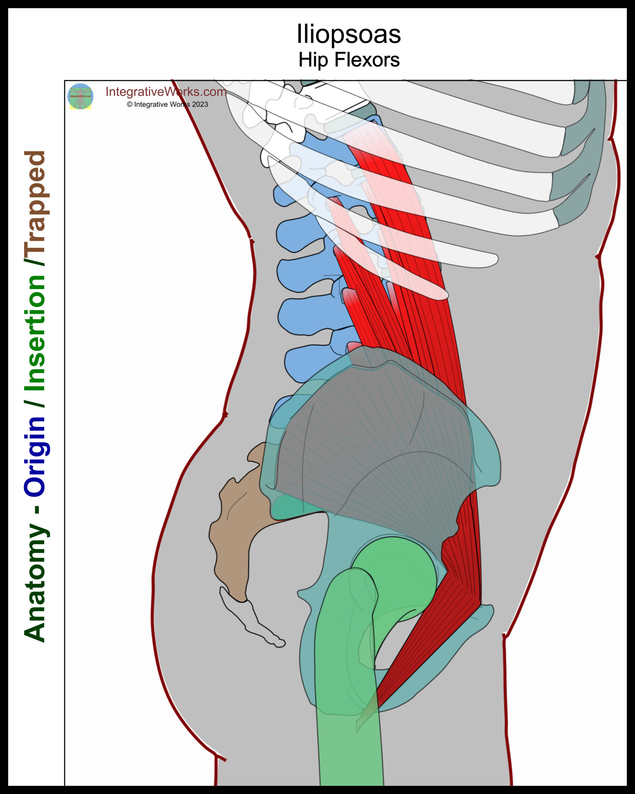 Psoas Major - Functional Anatomy - Integrative Works