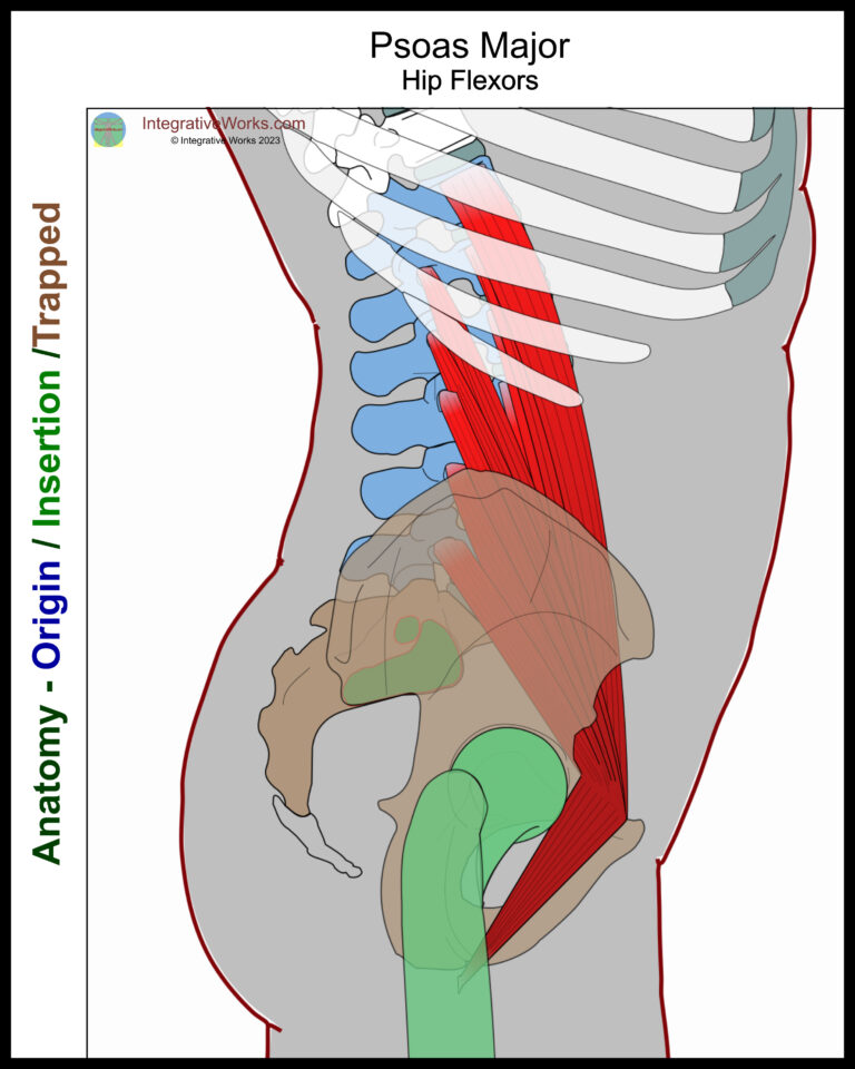 Psoas Major - Functional Anatomy - Integrative Works