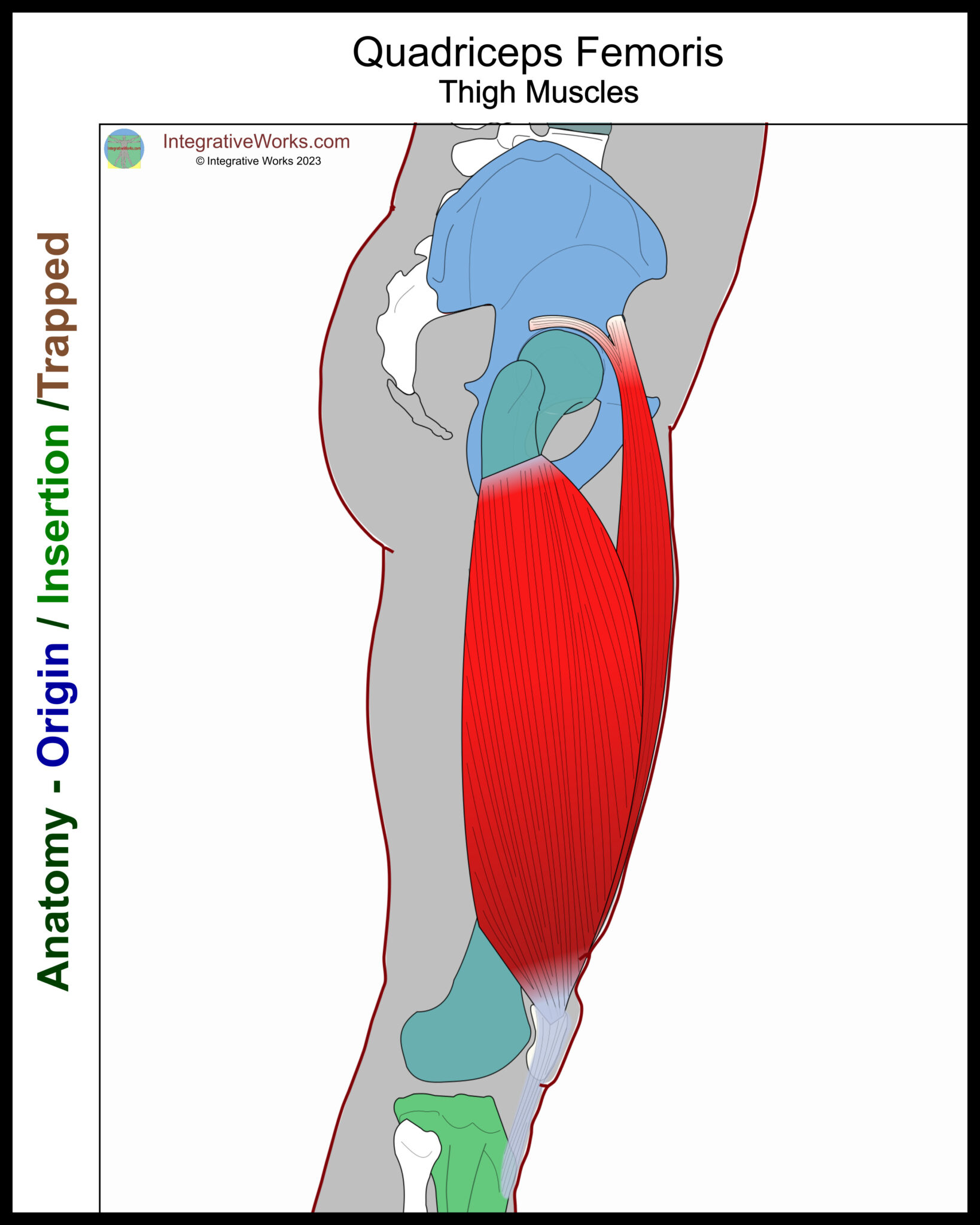 Quadriceps Femoris- Functional Anatomy - Integrative Works