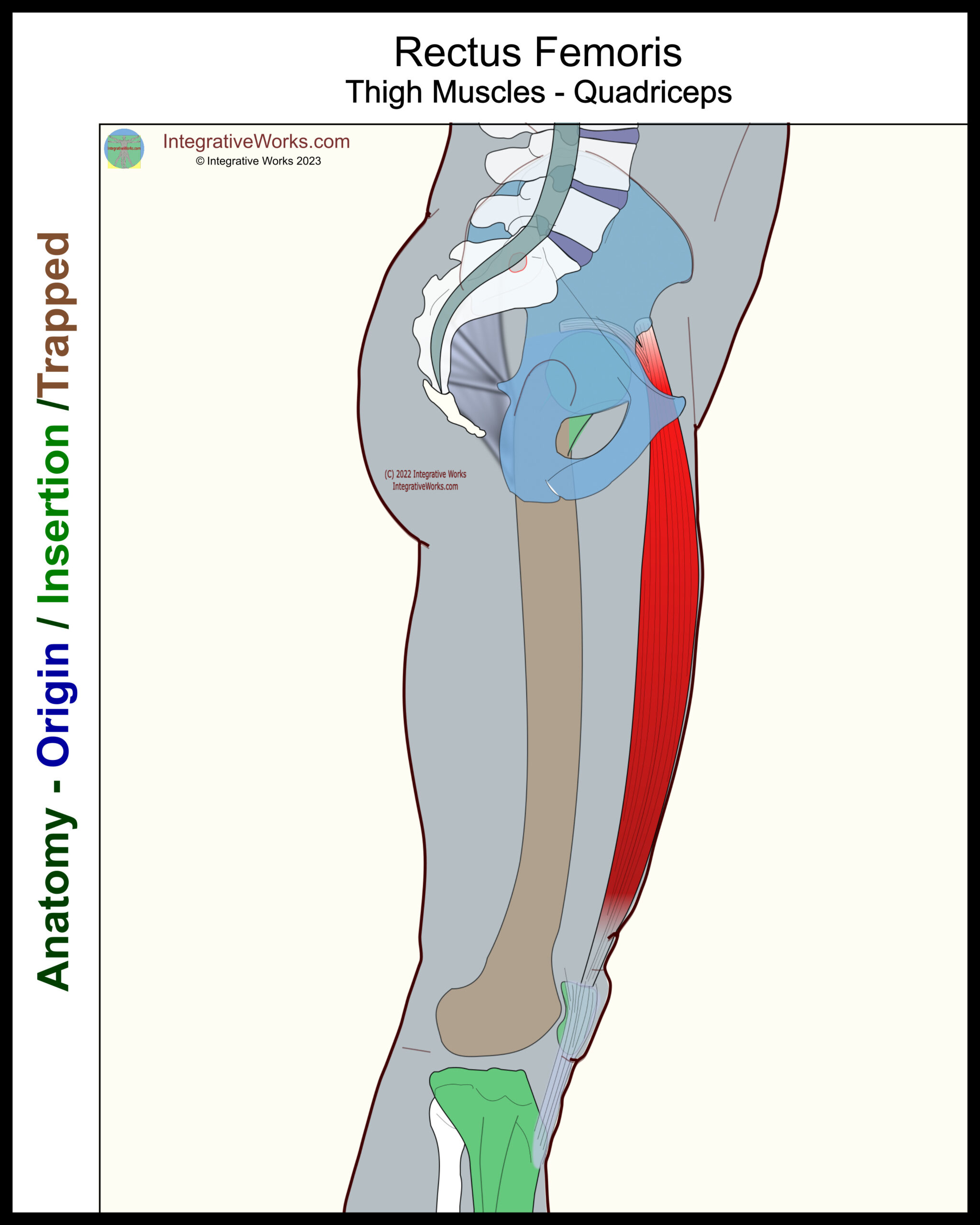 Rectus Femoris - Functional Anatomy - Integrative Works