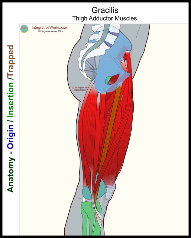 Gracilis - Functional Anatomy - Integrative Works