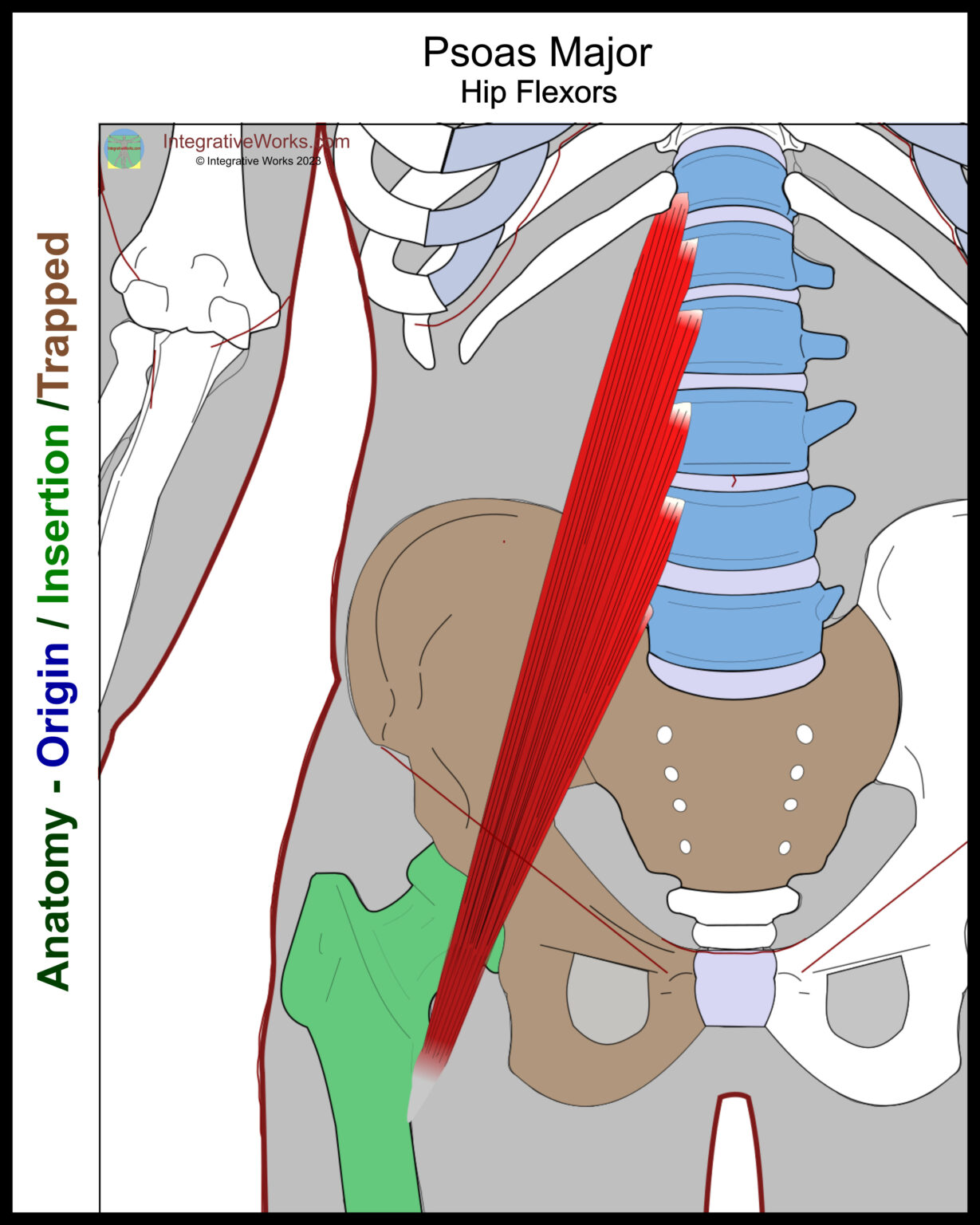 Psoas Major - Functional Anatomy - Integrative Works