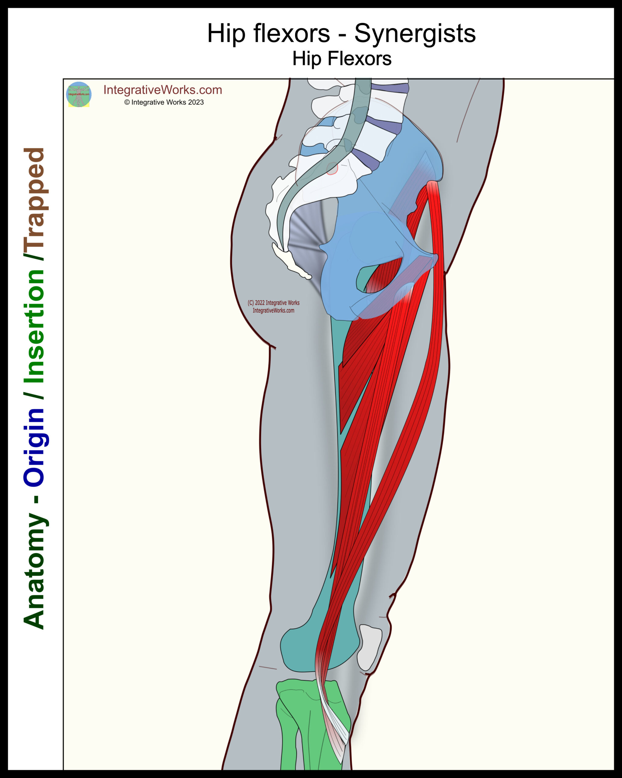 Self Care - Kneeling Stretch for Hip Flexors - Integrative Works