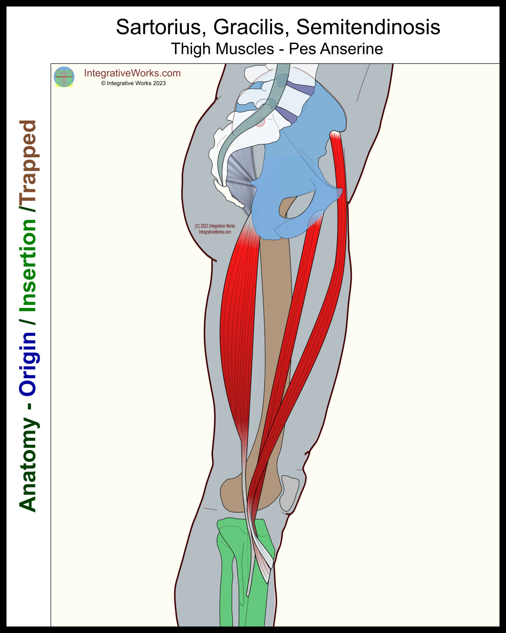 Gracilis - Functional Anatomy - Integrative Works