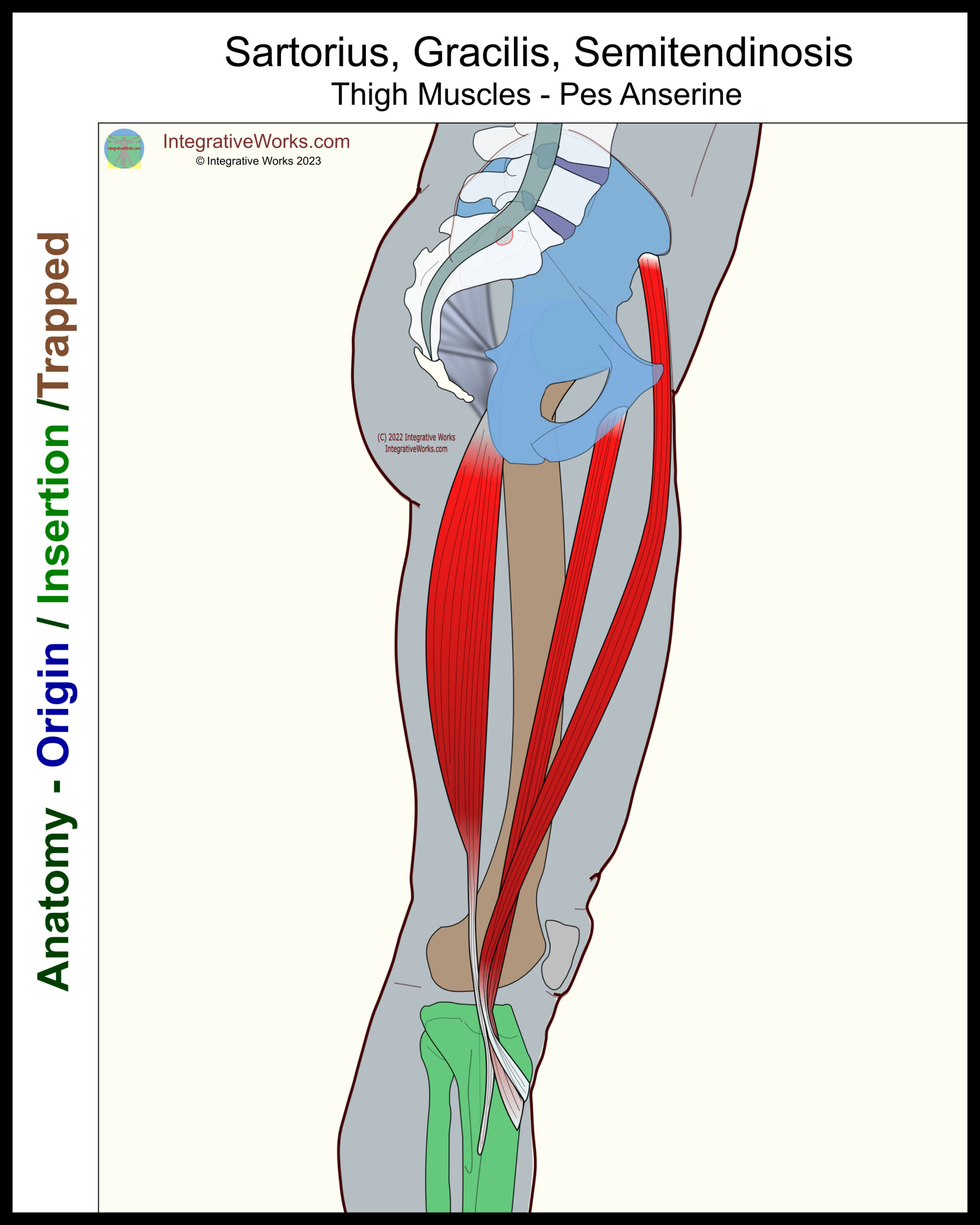 Gracilis - Functional Anatomy - Integrative Works