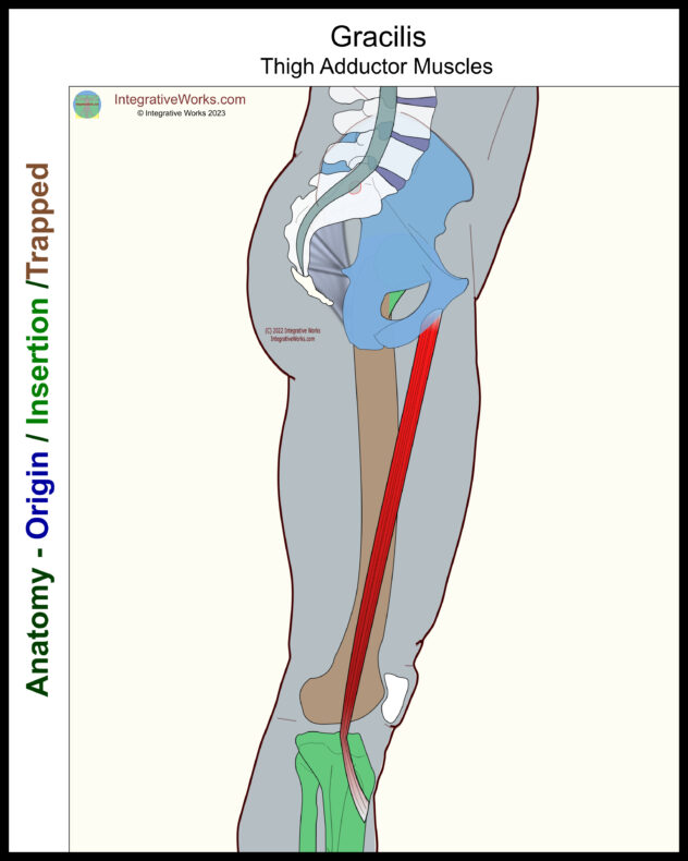 Gracilis - Functional Anatomy - Integrative Works