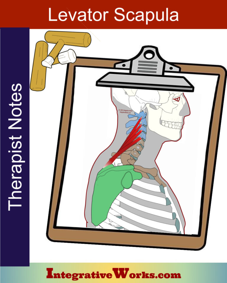 Levator Scapula - Functional Anatomy - Integrative Works