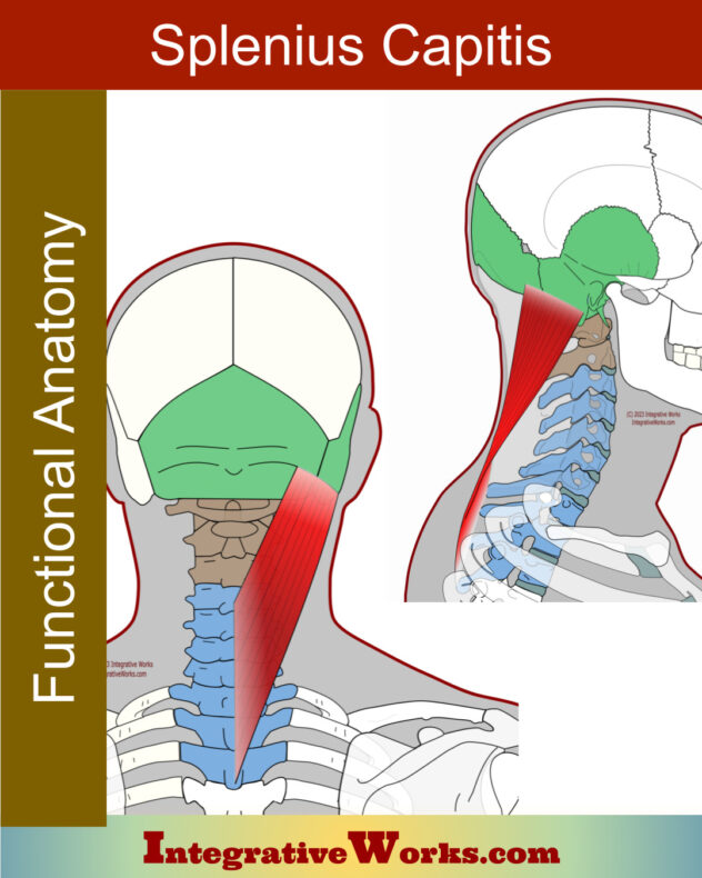 Neck Muscles Archives - Integrative Works
